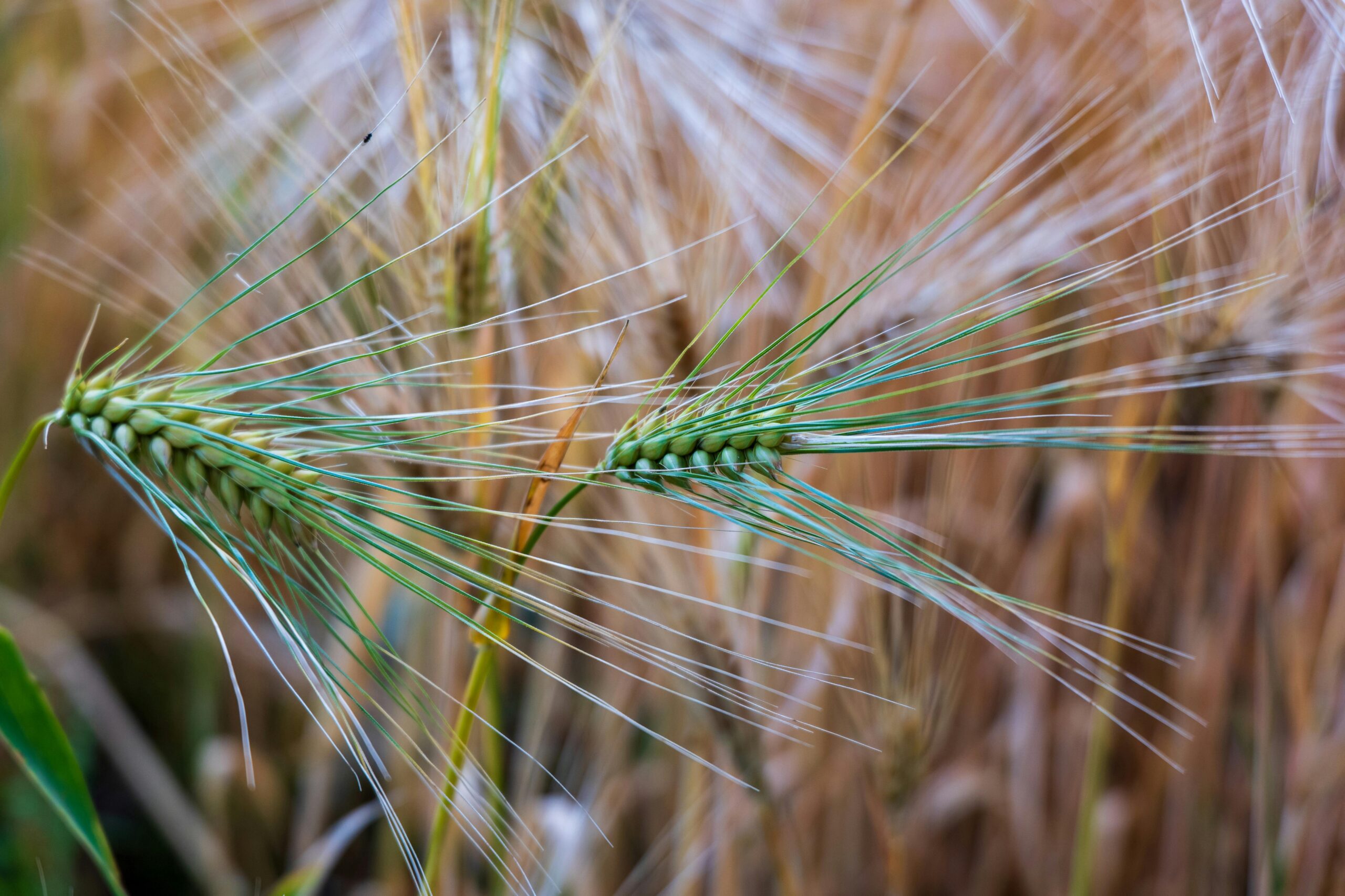 3 Strategies to Reduce the Environmental Impact of Food | Blog